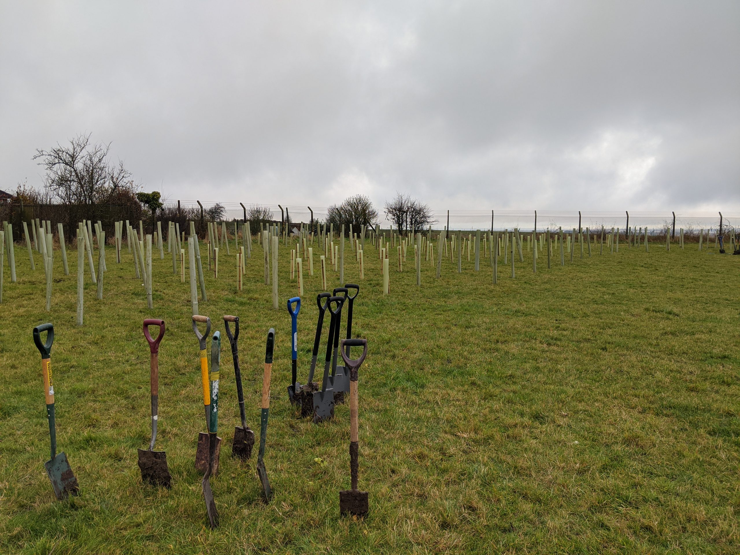 Every tree (and bee) counts - Science Museum Group Blog