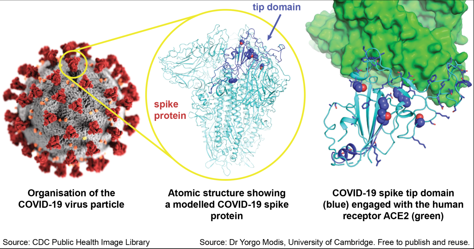 Coronavirus: how the virus works - Science Museum Group Blog