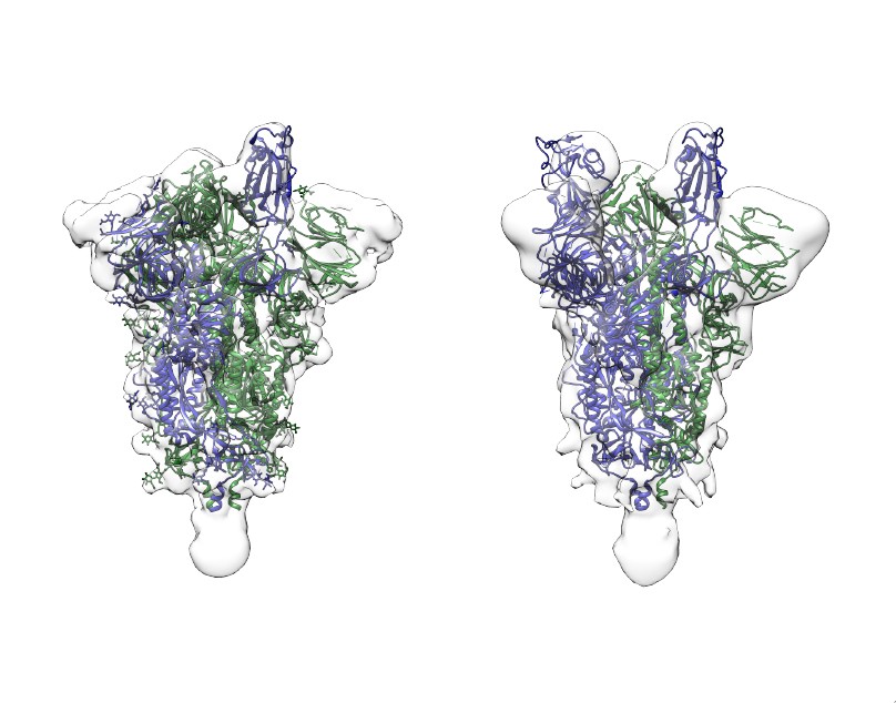 Coronavirus: The spike - Science Museum Group Blog