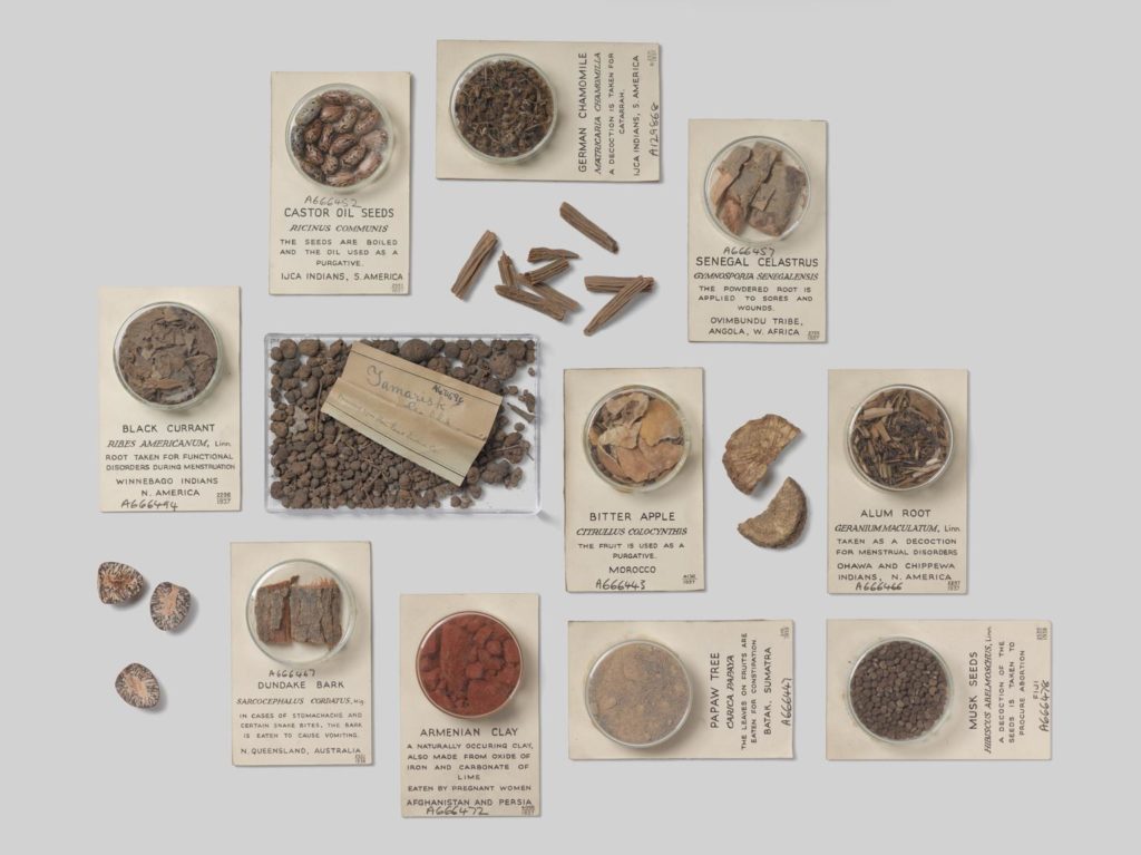 Unearthing seeds in our collection - Science Museum Group Blog